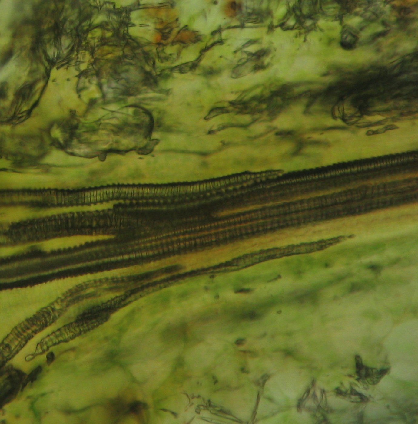 Plant Leaf Vein Coil Structure Microscope Images | Golf Science Guru