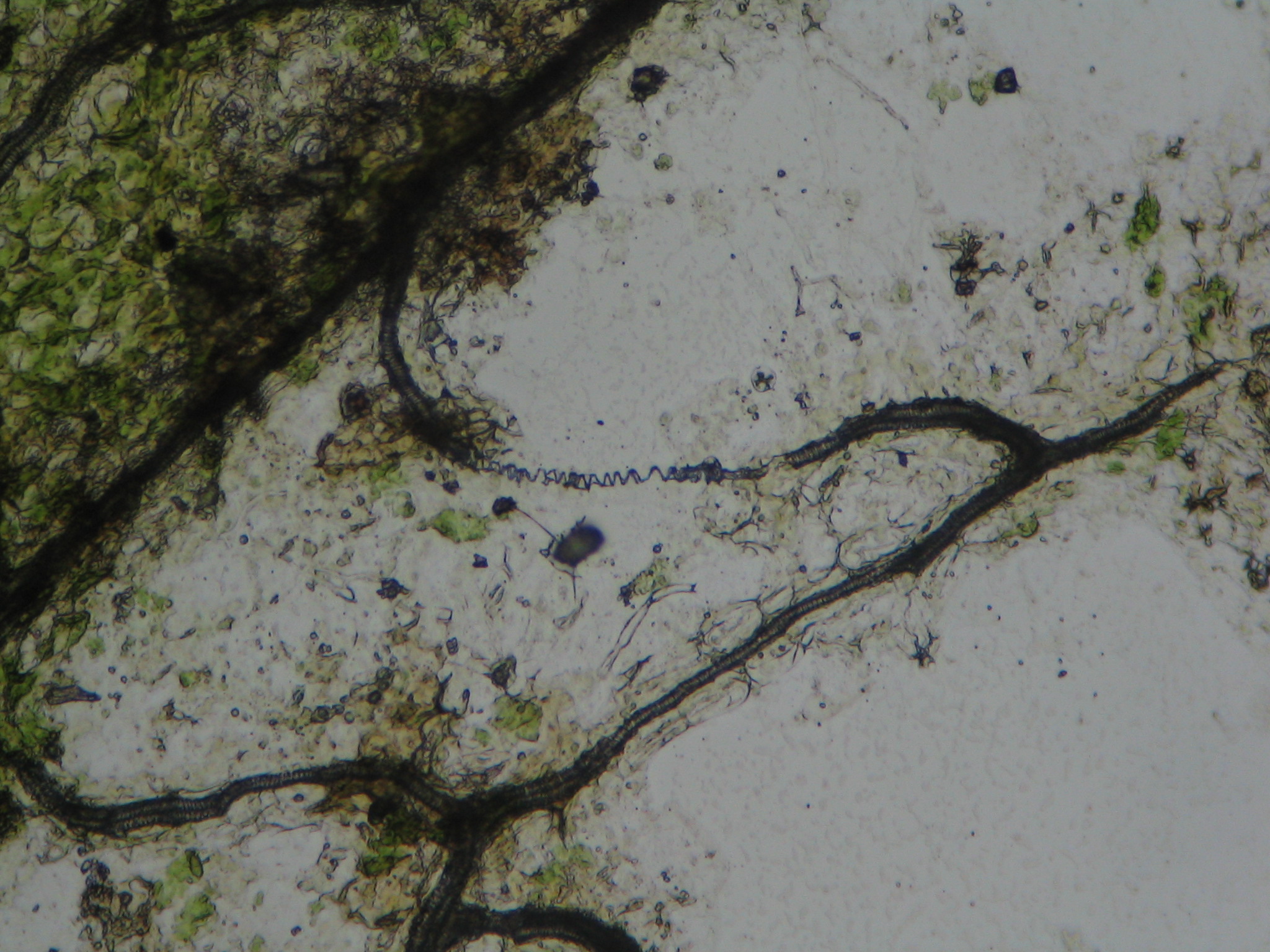 Plant Leaf Vein Coil Structure Microscope Images | Golf Science Guru