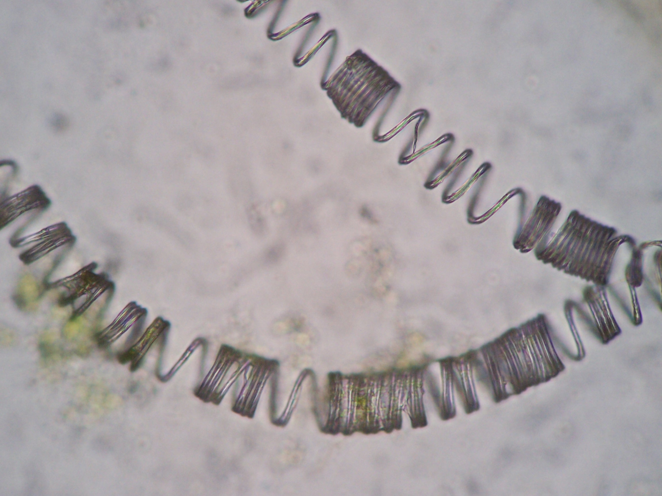 Plant Leaf Vein Coil Structure Microscope Images | Golf Science Guru