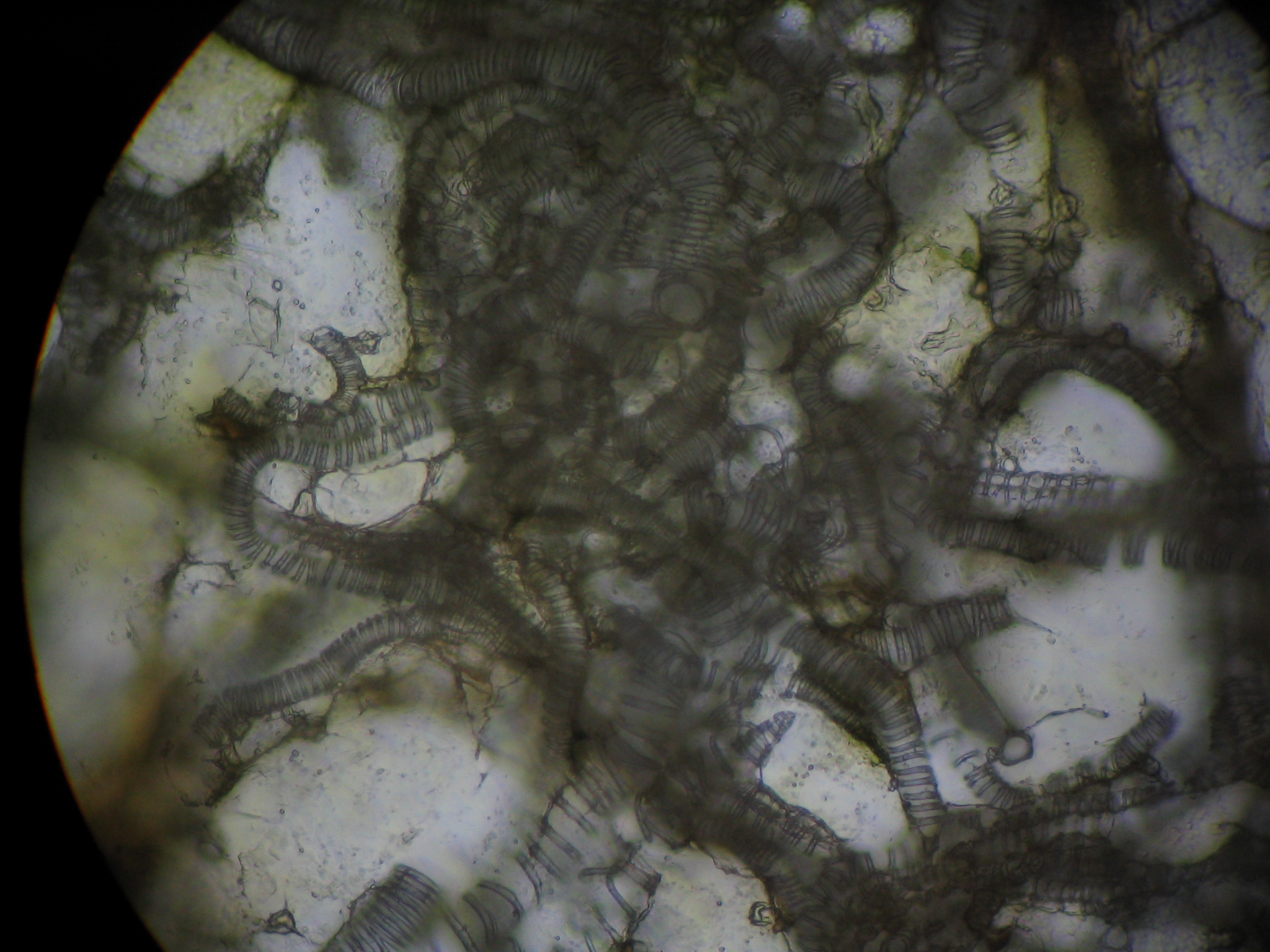 Plant Leaf Vein Coil Structure Microscope Images | Golf Science Guru